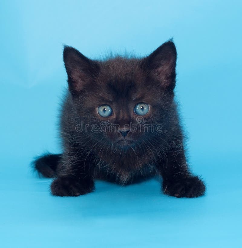 Chaton Noir Avec Des Yeux Bleus Image stock - Image du drôle, pets ...