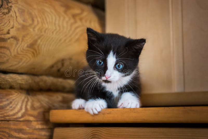10,707 Chaton Noir Et Blanc Avec Des Yeux Bleus Photos libres de droits ...