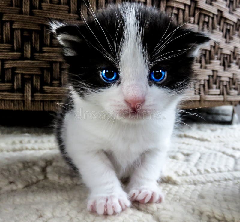Chaton Noir Et Blanc Aux Yeux Bleu Vif Image stock - Image du rose ...