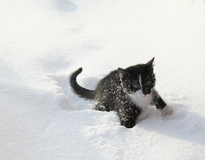 Chaton Noir Sur Une Neige Blanche Photo stock - Image du effrayé, froid ...