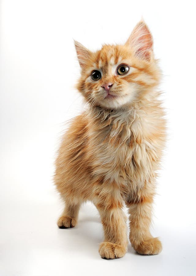 Chaton orange image stock. Image du animal, fond, patte - 34804795