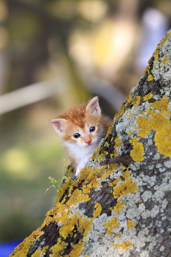 Chaton orange de bébé photo stock. Image du poire, chat - 40780088