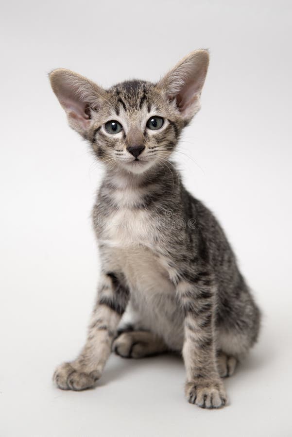 Chaton Oriental Tigré Gris Doux Photo stock - Image du fond, studio ...