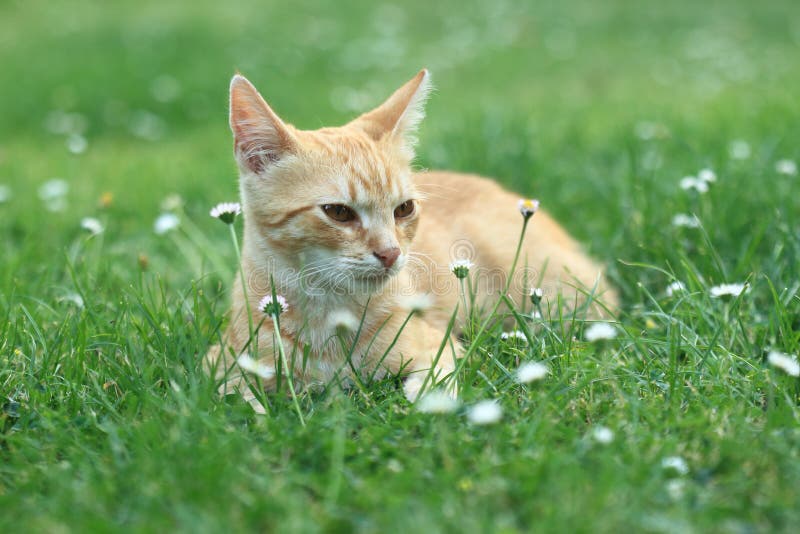 Chat Roux Mignon Se Trouvant Sur L'herbe Image stock - Image du chat ...