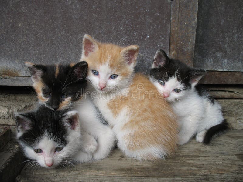 86,294 Photos de Chatons - Photos de stock gratuites et libres de ...