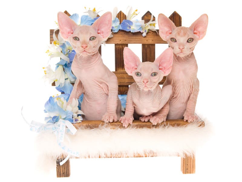 Chatons Chauves De Sphynx Sur Le Mini Banc Photo stock - Image du chats ...