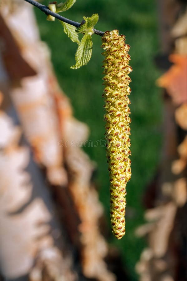 Chatons D'arbre De Bouleau Au Printemps Photo stock - Image du fleurs ...