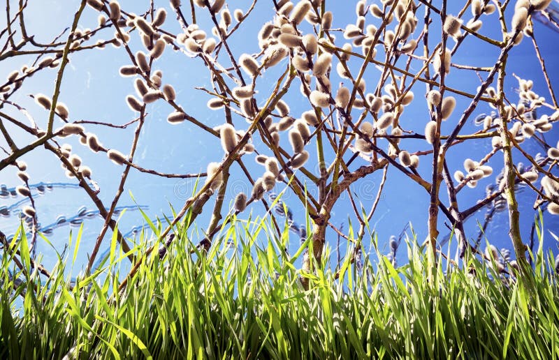 Chatons de saule photo stock. Image du catkins, accroissement - 67230918