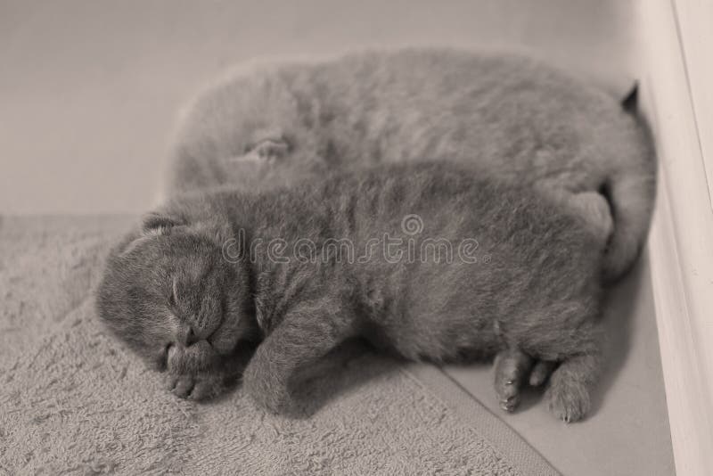 Chatons Dormant Sur Le Plancher Sur Des Serviettes Photo stock - Image ...