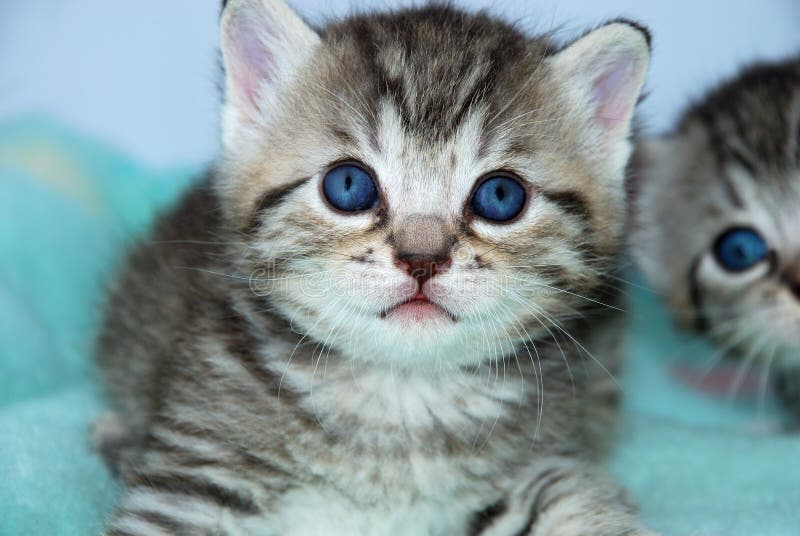 Chatons gris de tigre photo stock. Image du gris, chat - 2405592
