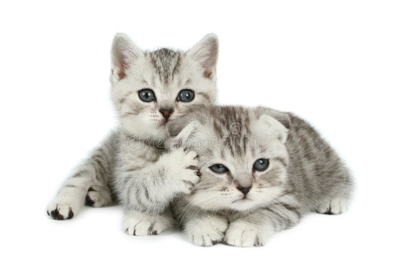 Chatons mignons image stock. Image du poilu, chaton, domestique - 5032083