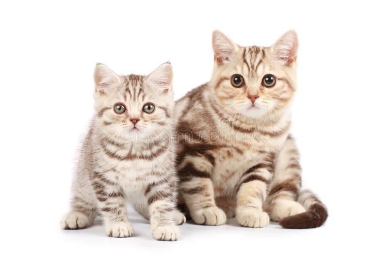 Chatons mignons photo stock. Image du ménage, aimable - 6864020