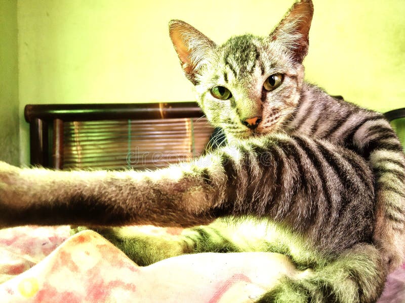 Chatouille ma chatte image stock. Image du domestique - 163505237