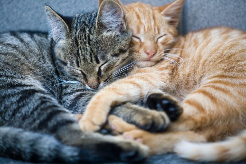 Deux Chats Snuggle Les Uns Avec Les Autres Dans L'hublot Image stock ...