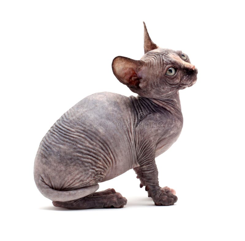Chats Sphynx sans poils photo stock. Image du purebred - 21569890