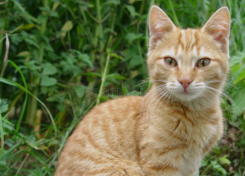 Magnifiques chats image stock. Image du yeux, minou, carnivore - 60393