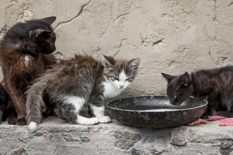 Chats errants. photo stock. Image du boue, chaton, maladie - 37676552