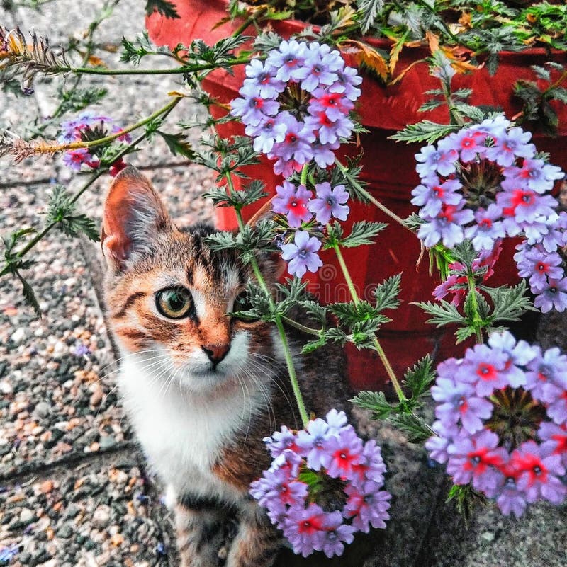 Chat en fleurs photo stock. Image du fleurs, chat - 48497624