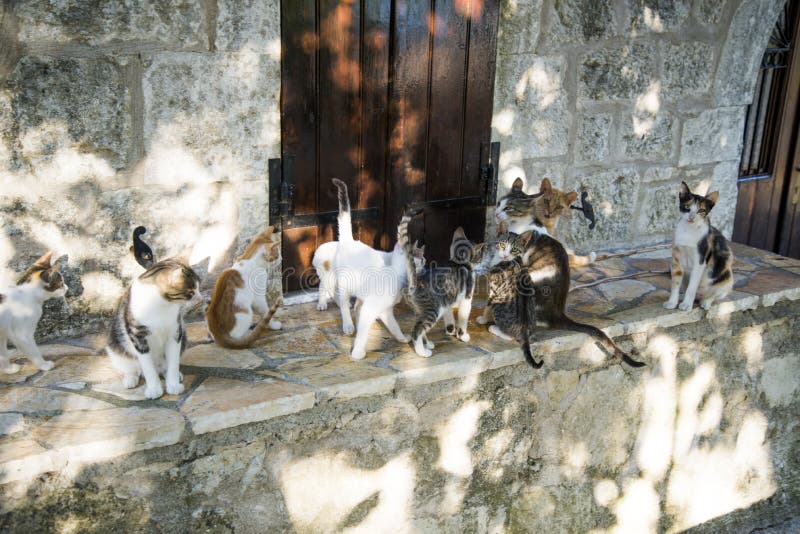 Chats Grecs D'île De Leucade Image stock - Image du grèce, chat: 99486931