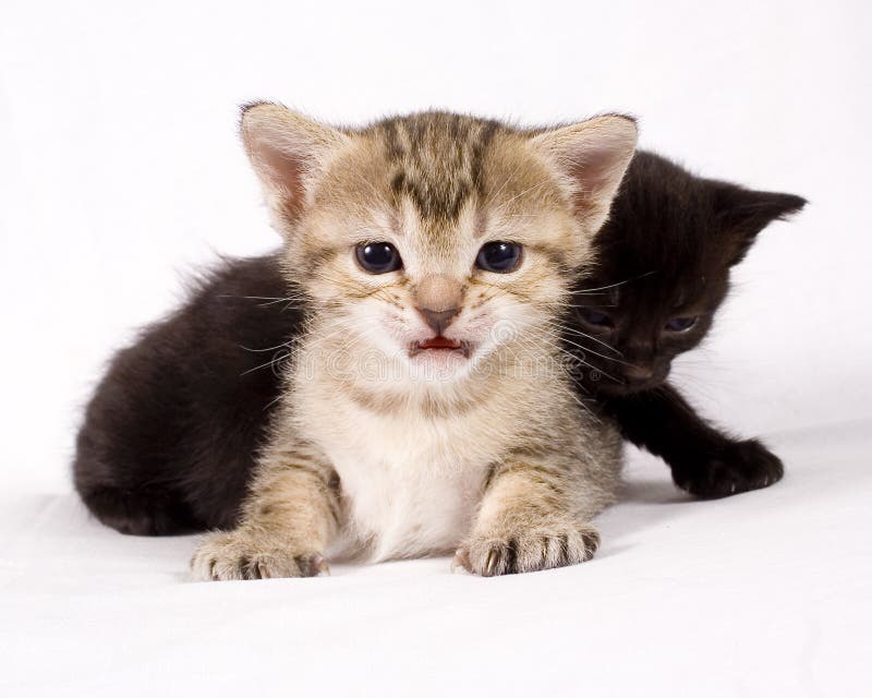 Chat mignon image stock. Image du race, chatons, curieux - 2507101