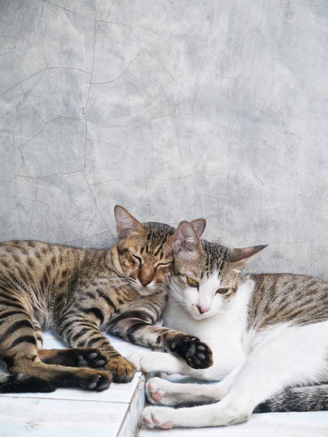 Chats Mignons De Couples Dormant Ensemble Fond Concret Gris Photo stock ...