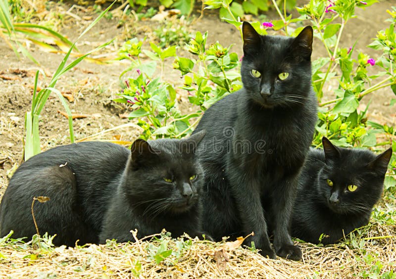 Chats noirs image stock. Image du tête, félin, mammifère - 21563683