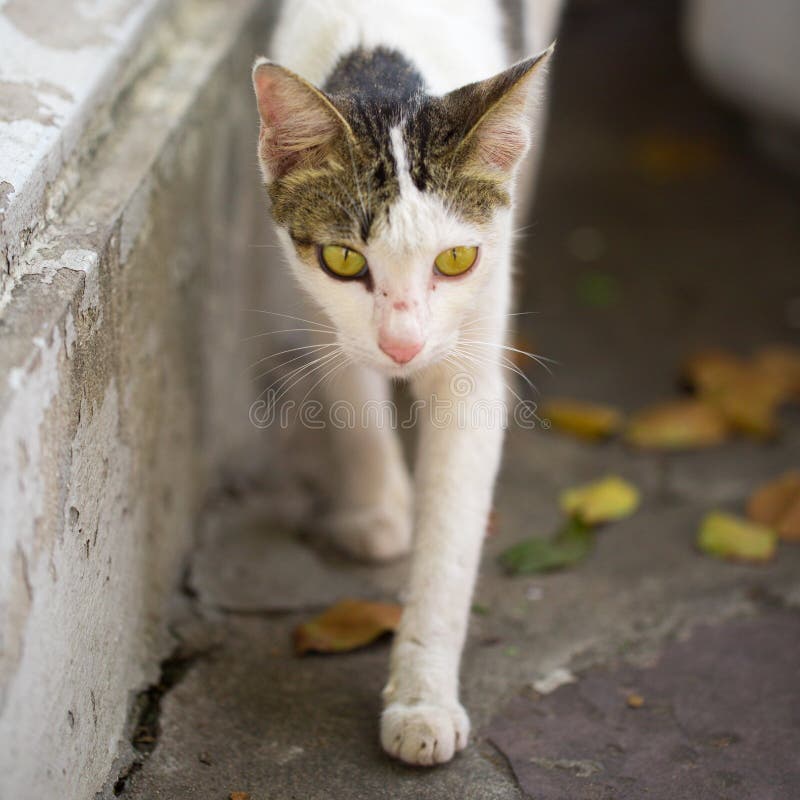 Chats Dans Les Rues Et Les Villages Image stock - Image du villages ...