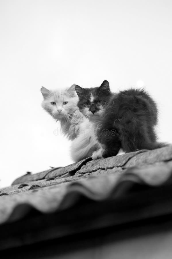 Chats Sur Un Toit. Monochrome Photo stock - Image du regard, masculin ...