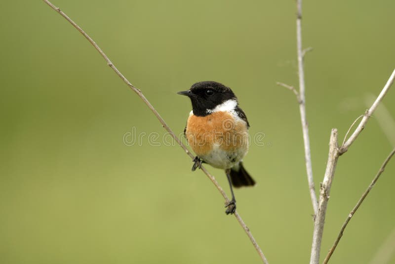 Chatterbox stock photo. Image of natural, biology, chatterbox - 19428436