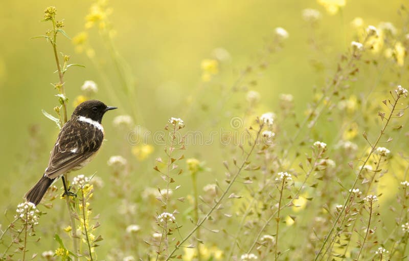 Chatterbox among the Flowers Stock Photo - Image of birds, animal: 19428528