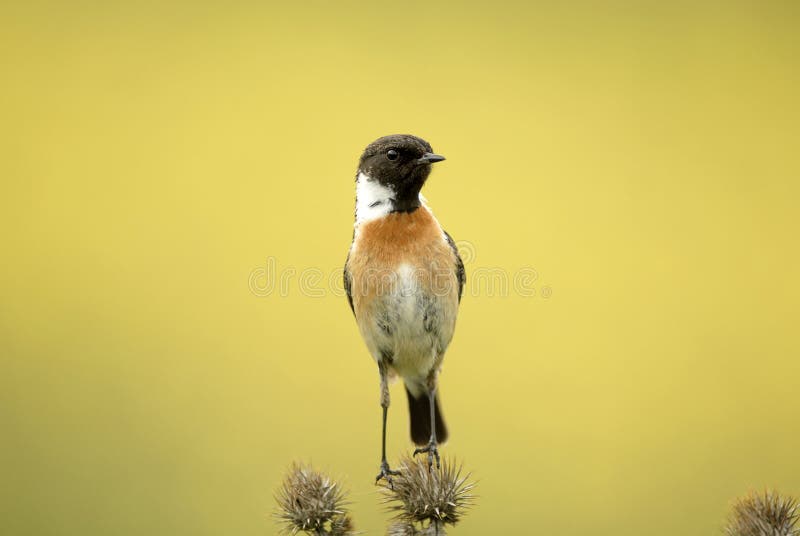 Chatterbox stock image. Image of animal, nature, animals - 19428513