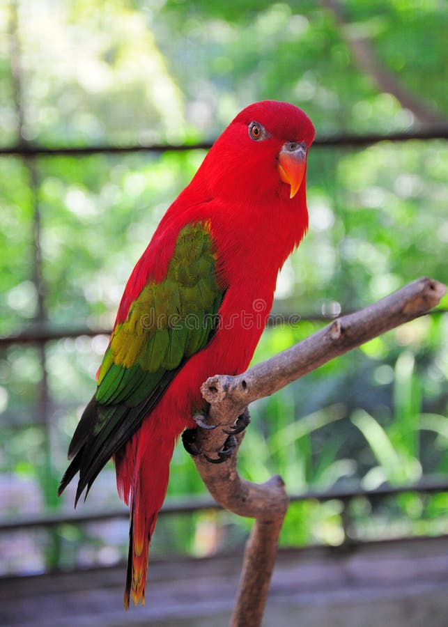 Chattering Lory stock photo. Image of parrot, bird, bough - 17254906