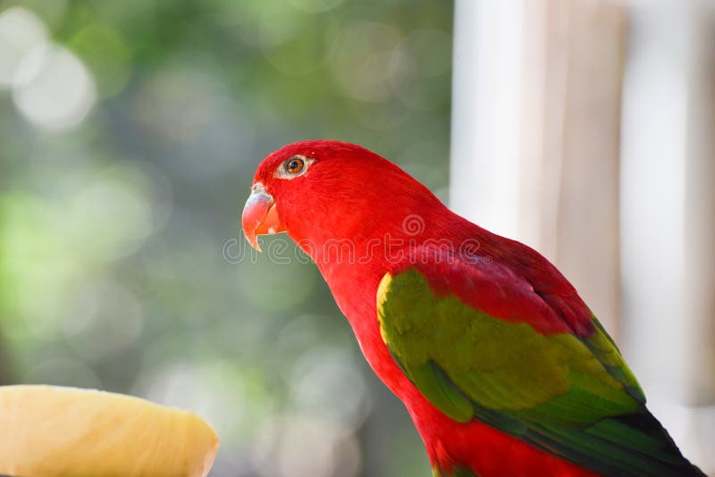 Chattering lory stock photo. Image of birding, beautiful - 108925832
