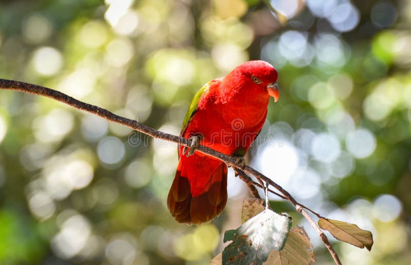 Chattering lory stock image. Image of leafs, rest, lory - 108941343