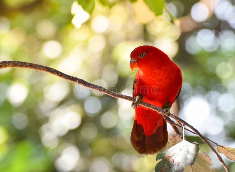 Chattering lory stock photo. Image of thai, tree, colourful - 109294692