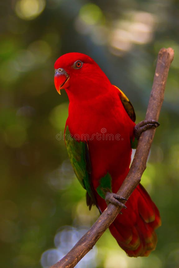 Chattering Lory stock photo. Image of colorful, animal - 38625984