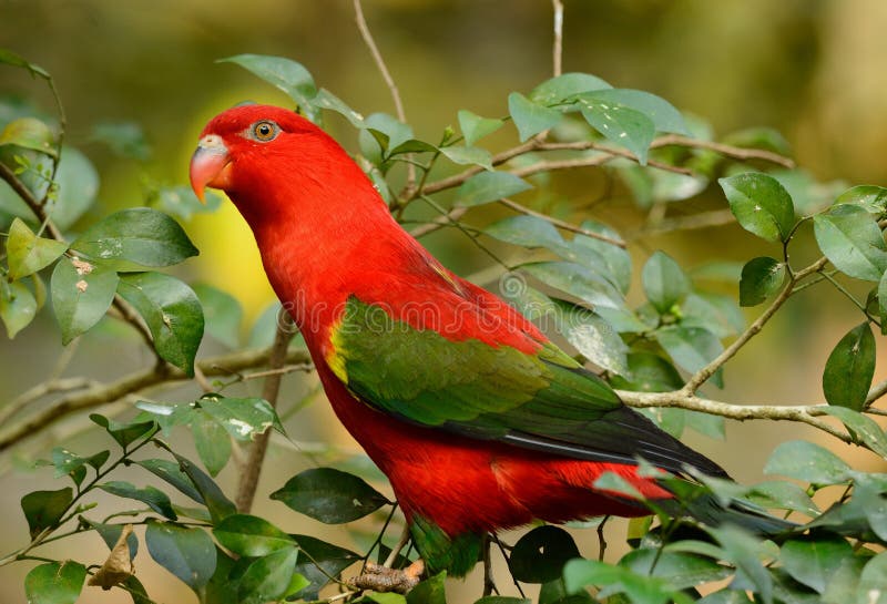 Chattering Lory (Lorius Garrulus) Stock Photo - Image of male, forest ...
