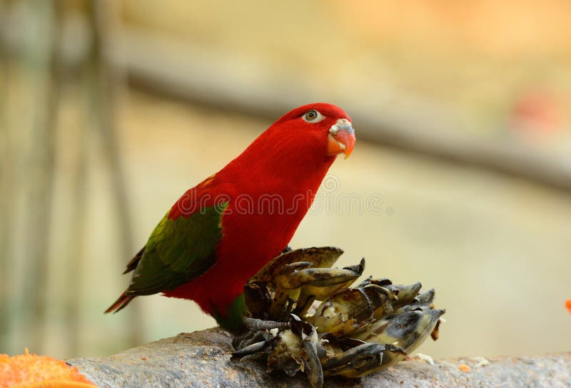 201 Birds Chattering Photos - Free & Royalty-Free Stock Photos from ...