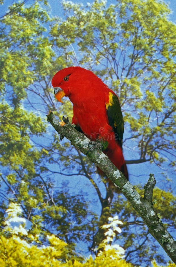 Chattering Lory, Lorius Garrulus, Adult Standing on Branch Stock Image ...