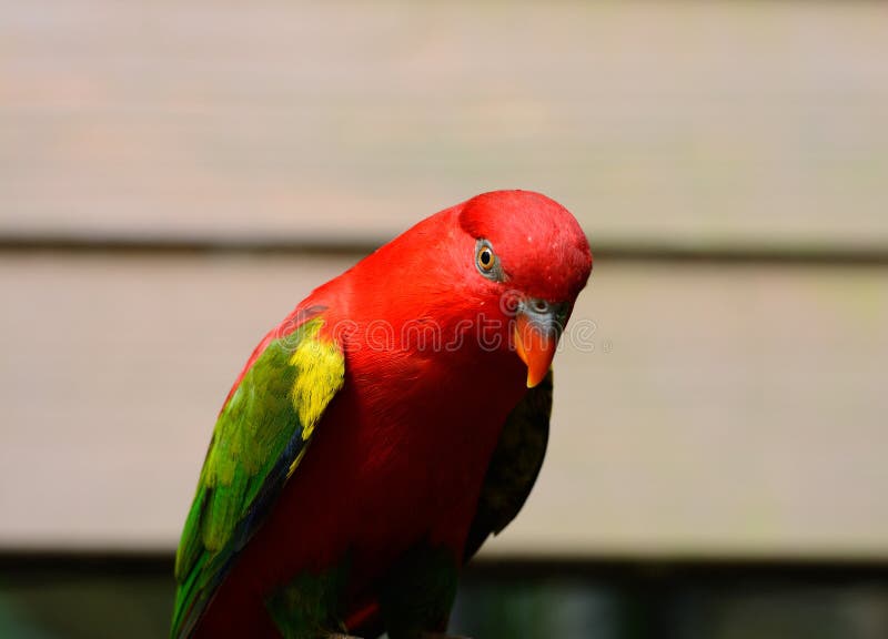 Chattering Lory (Lorius Garrulus) Stock Photo - Image of birding ...