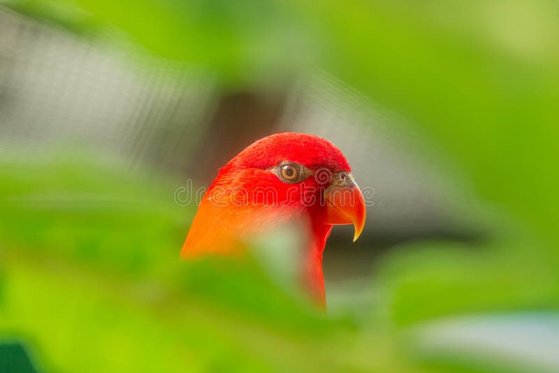 Chattering Lory (Lorius Garrulus). Stock Photo - Image of color, leaves ...