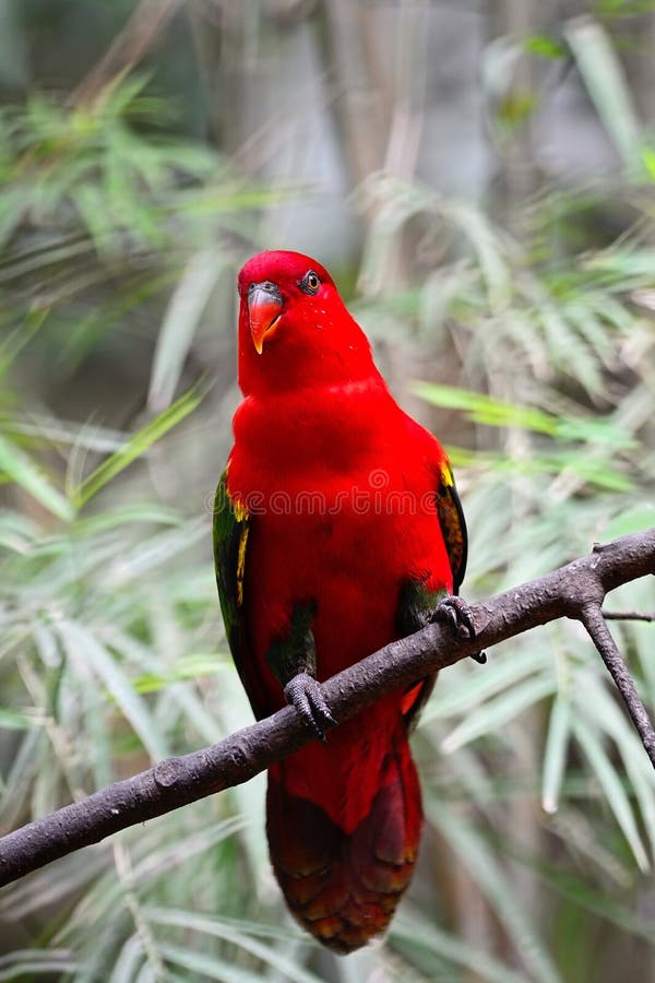 Chattering Lory stock image. Image of parrot, colorful - 33567179