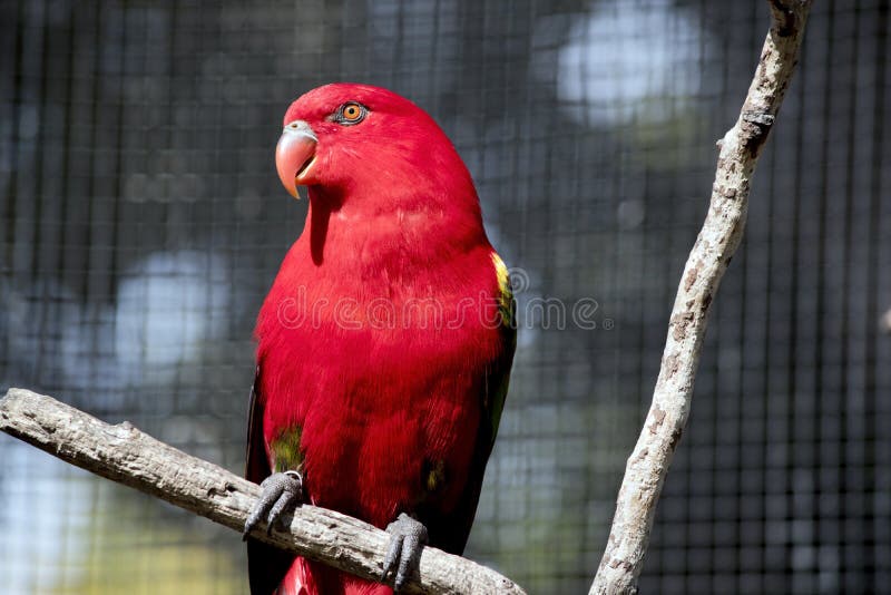 The Chattering Lory is Perched on a Twig Stock Image - Image of green ...