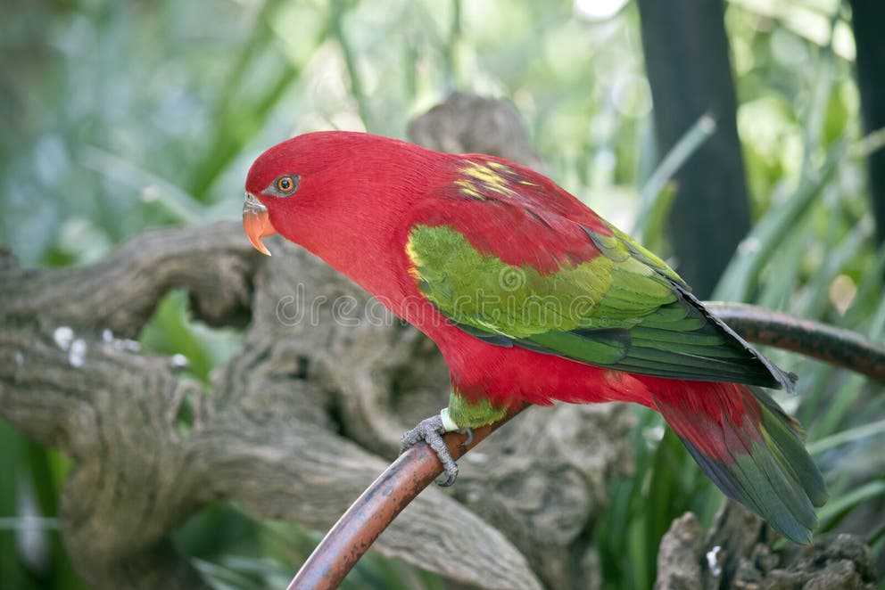 A chattering lory stock photo. Image of lory, chattering - 127484168