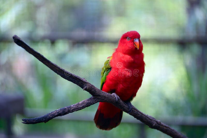 201 Birds Chattering Photos - Free & Royalty-Free Stock Photos from ...