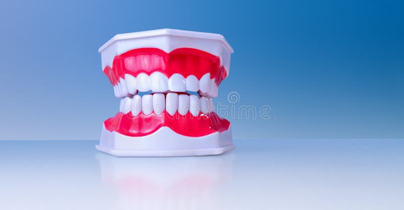 Chattering Teeth Toy with Big Red Gums on Reflective Surface Against ...