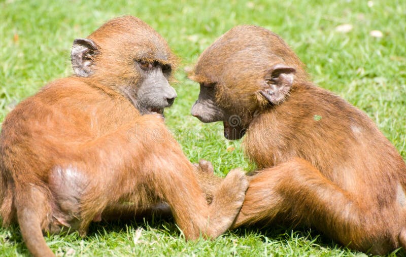 Chatting Baby Monkeys stock photo. Image of pair, baby - 14201388