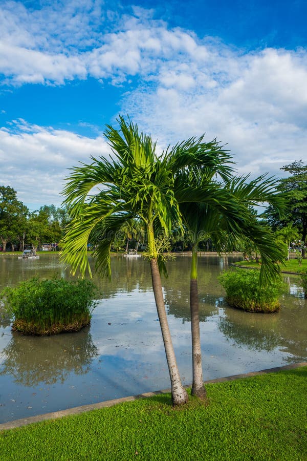 Chatuchak Park in Chatuchak District, Bangkok Stock Image - Image of ...