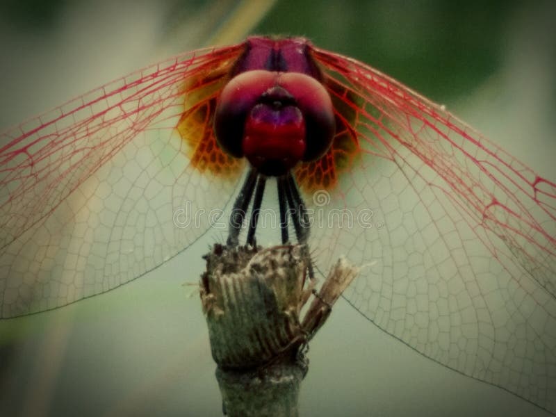 CHATUR PHOTOGRAPHY stock image. Image of love, insect - 123508263