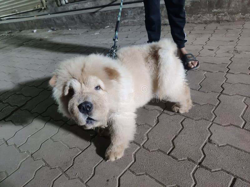 Chaw Aggressive Stock Photos - Free & Royalty-Free Stock Photos from ...